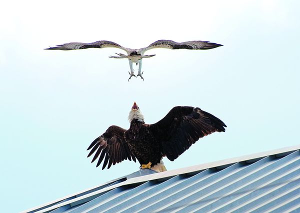 Wild encounter - Pineisland Eagle